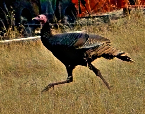 Time to Talk Turkey - Laurie Klein, Scribe